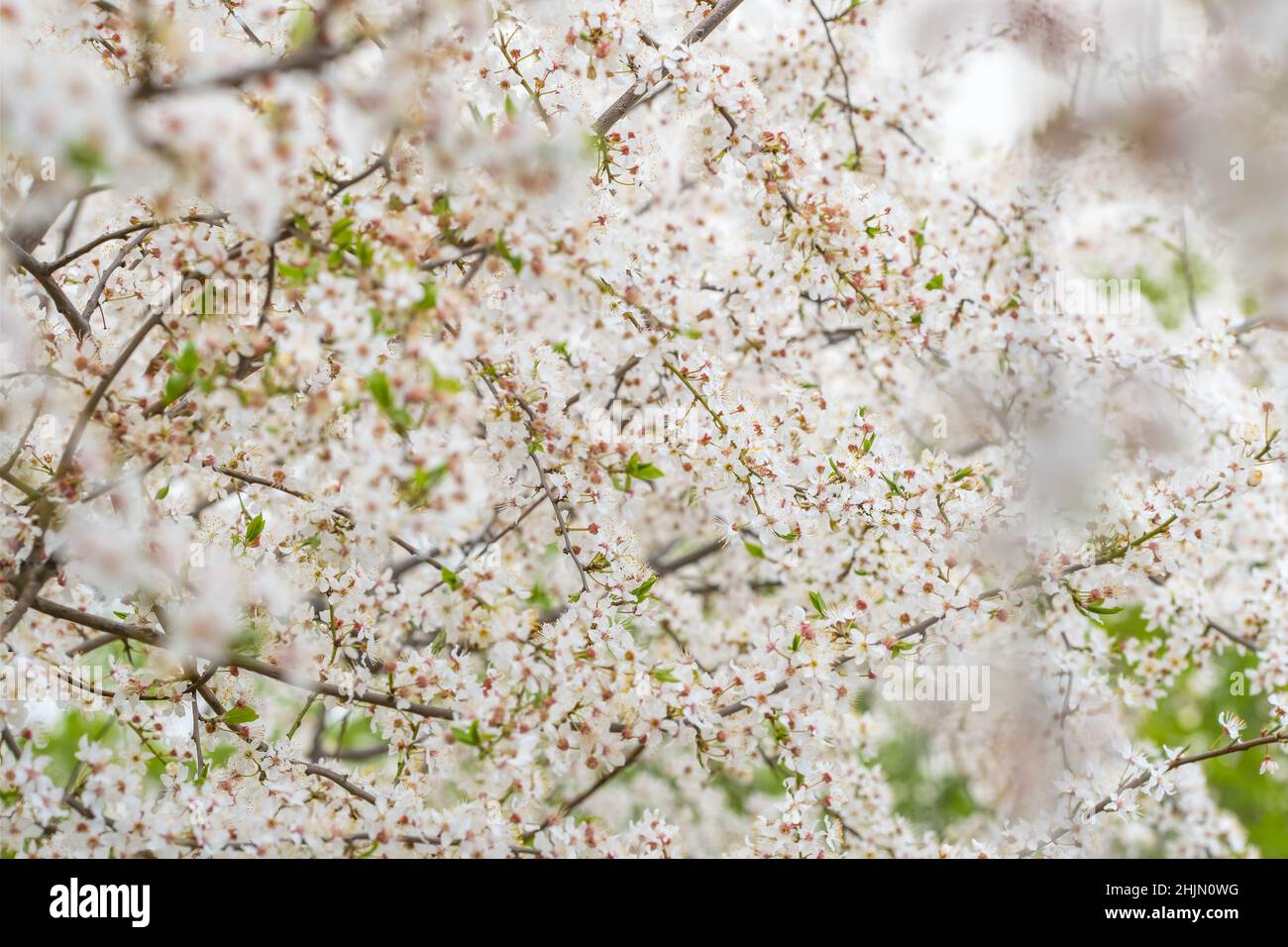 Blooming white sakura cherry blossom flowers close-up Stock Photo - Alamy