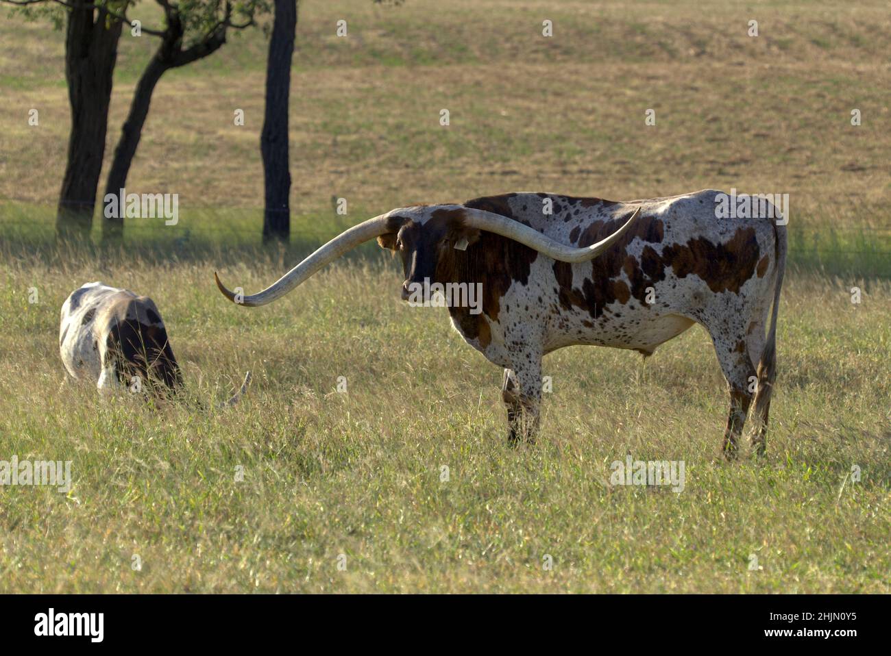 Mungungo hi-res stock photography and images - Alamy