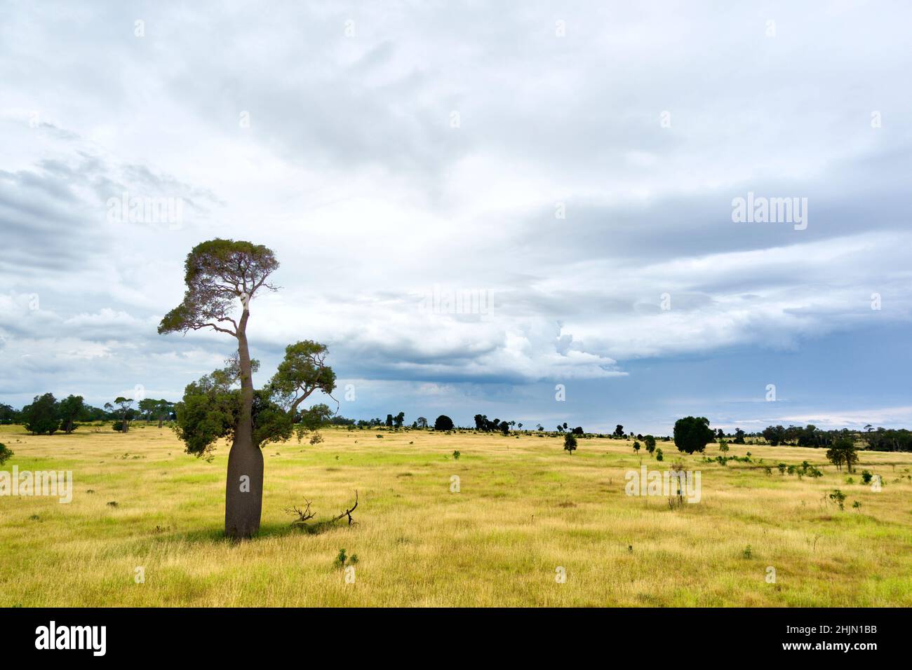 Aerial of Queensland Bottle Tree on ground cleared for cattle grazing ...