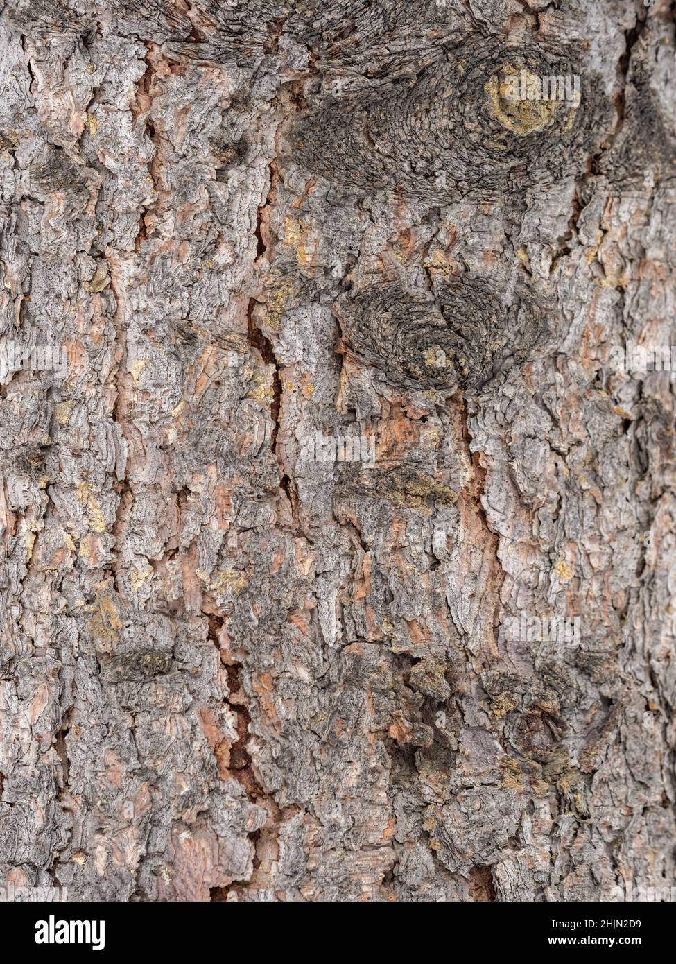 Bark texture and background of a old fir tree trunk. Detailed bark ...