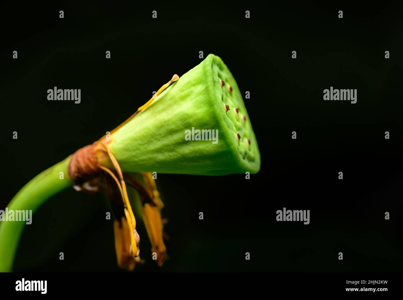 Lotus seed pod close-up macro photograph, seven Lotus nuts in the lotus ...