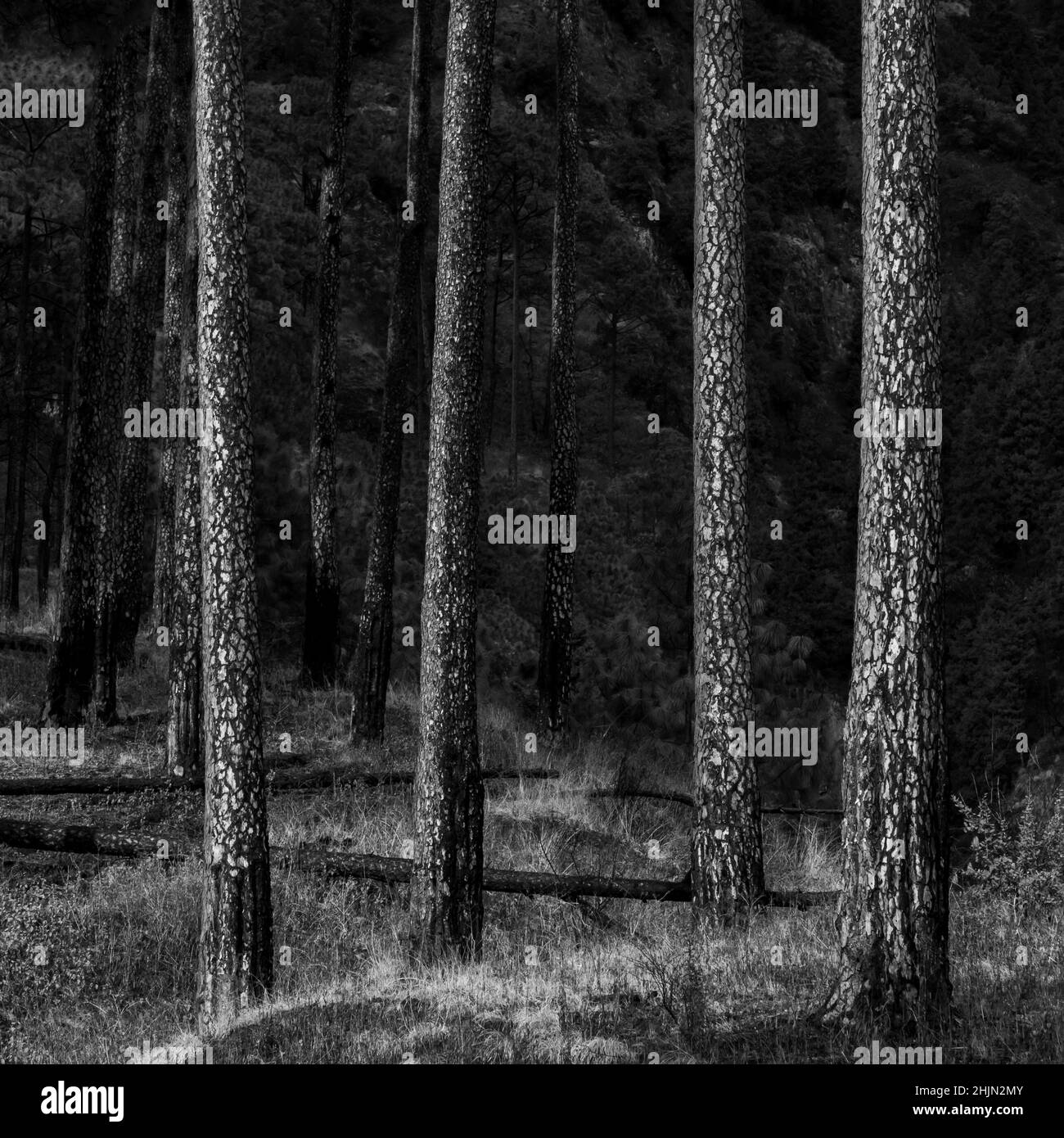 A view of pine tree trunks with dry undergrowth in black and white ...