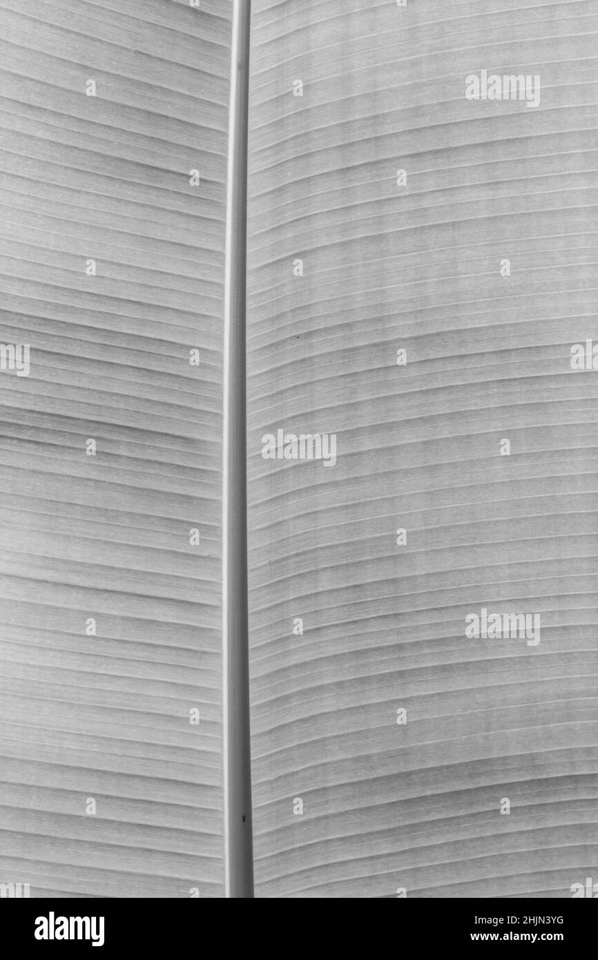 Black and White Texture background of backlight fresh from green Leaf ...