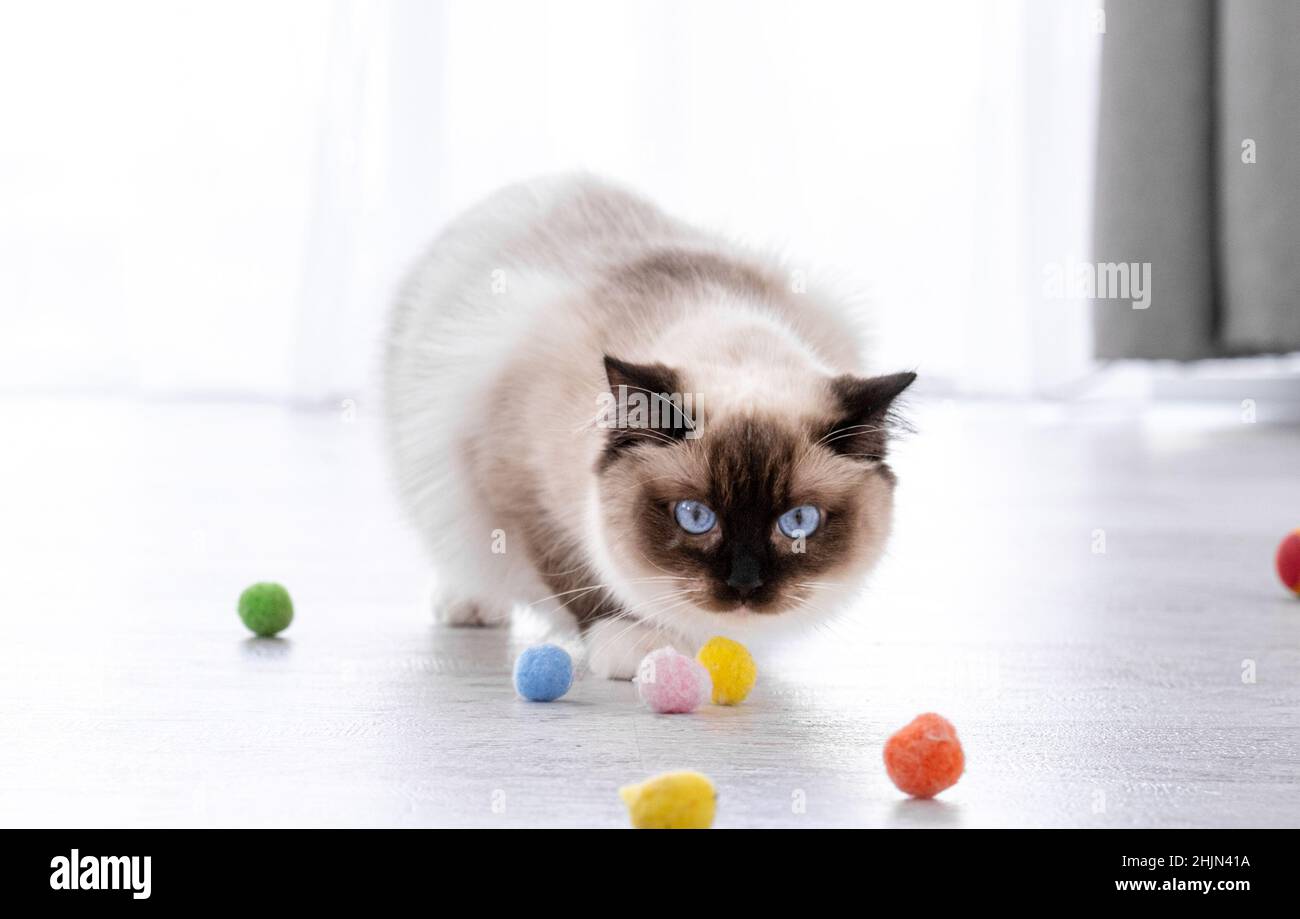American ragdoll hi-res stock photography and images - Alamy