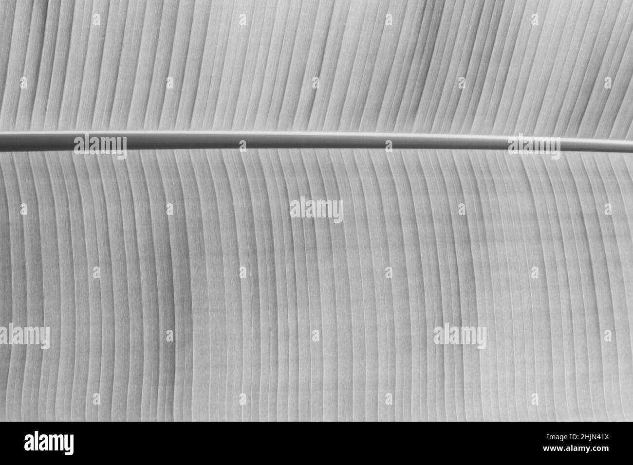 Black and White Texture background of backlight fresh from green Leaf ...