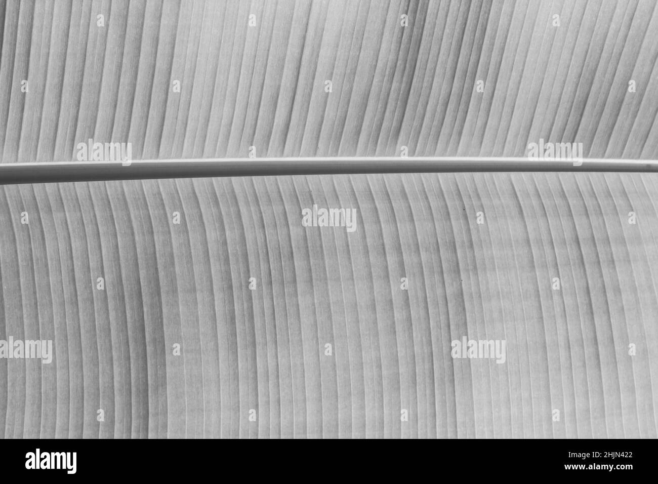 Black and White Texture background of backlight fresh from green Leaf ...