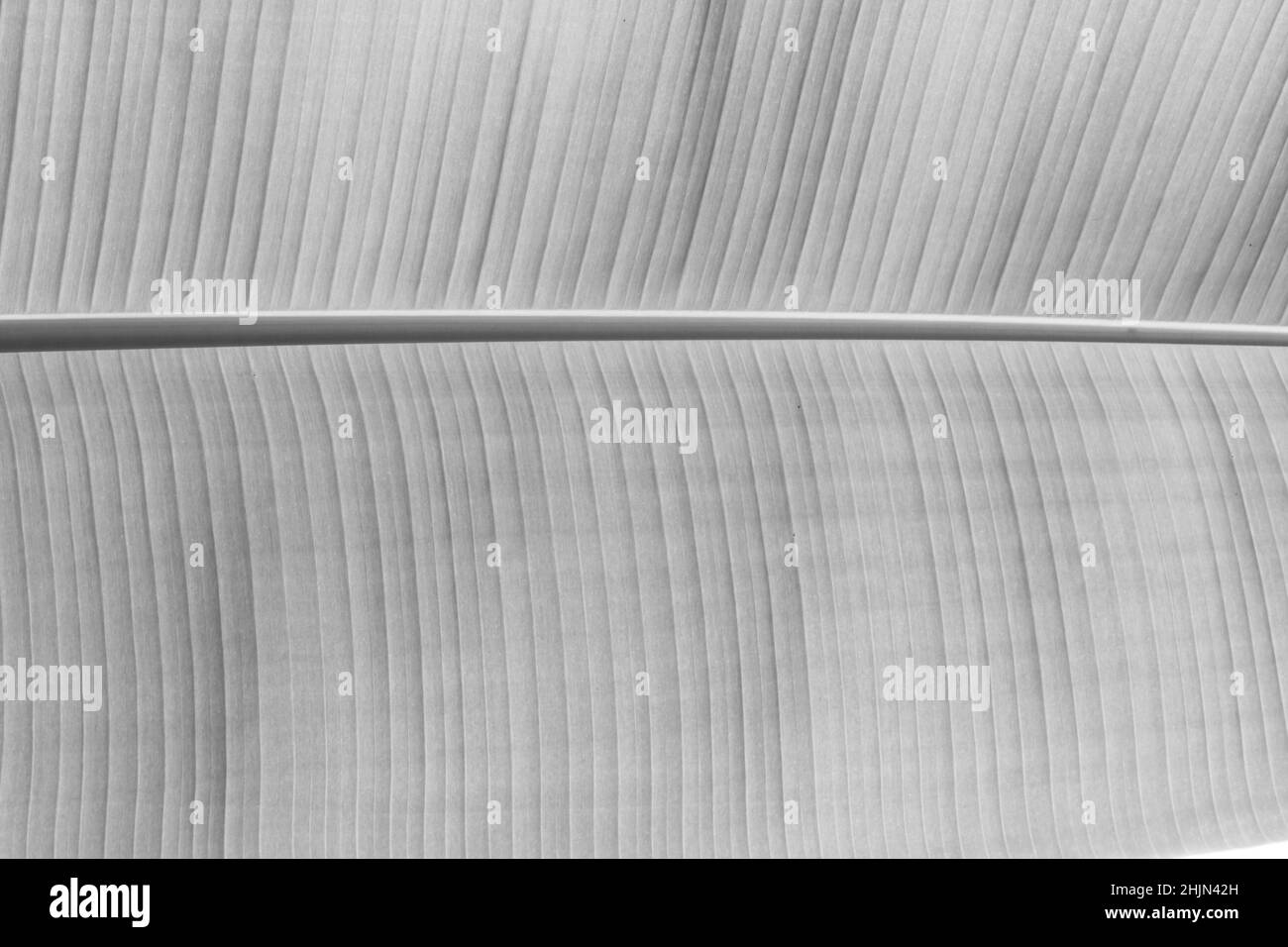 Black and White Texture background of backlight fresh from green Leaf ...