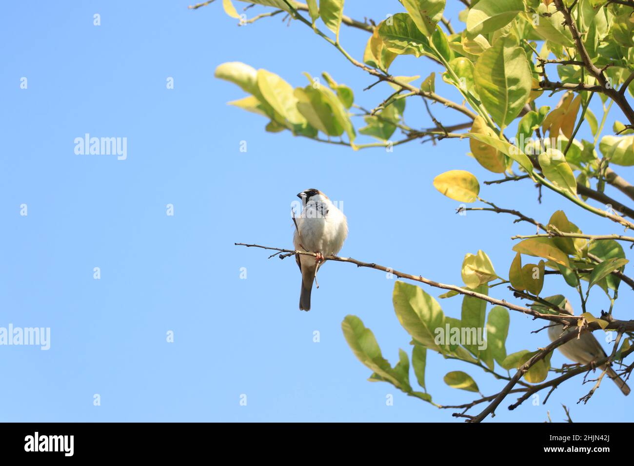 Tree sparrow garden hi-res stock photography and images - Alamy