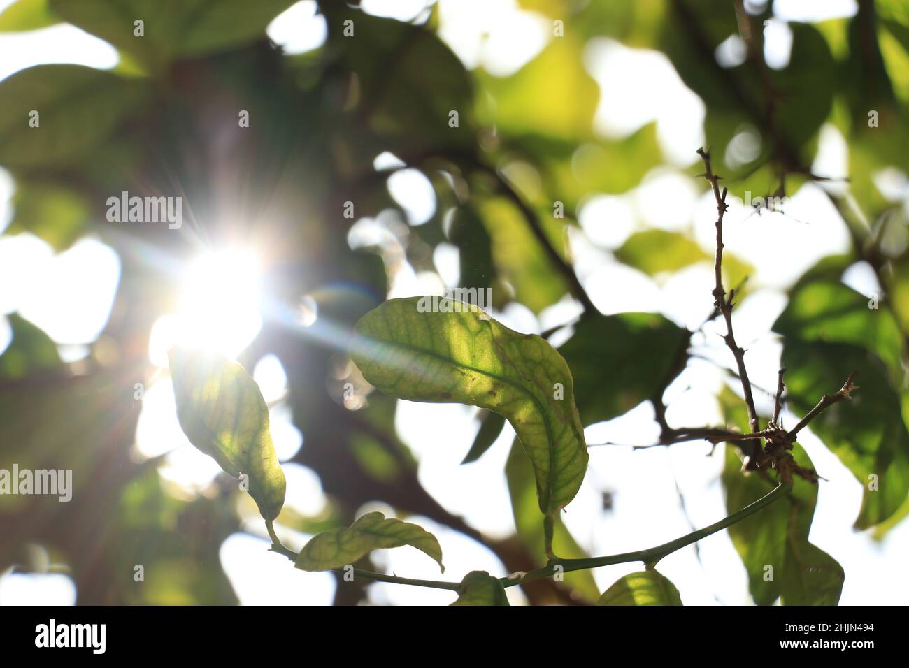 leaf background with sunlight Stock Photo - Alamy