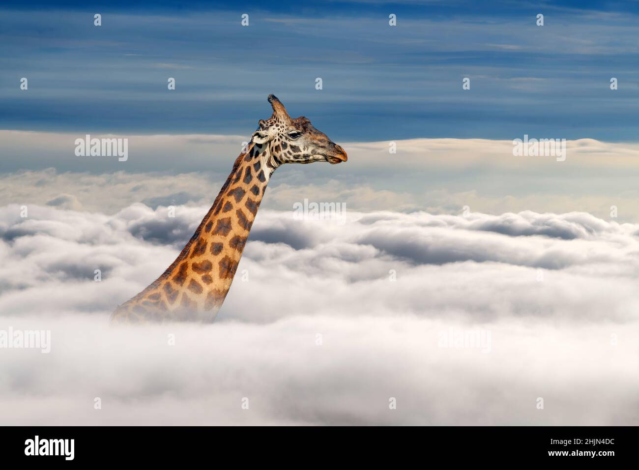 Close giraffe above white clouds on blue sky background Stock Photo - Alamy