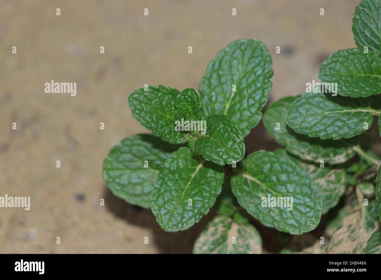 fresh green mint on garden Stock Photo - Alamy