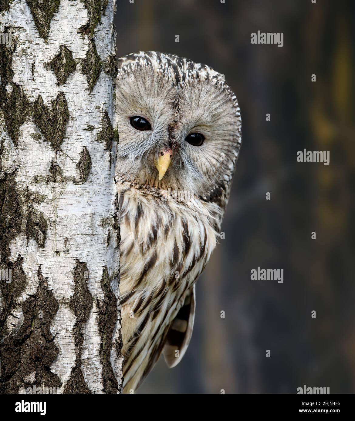 Beautiful white owl in forest hi-res stock photography and images - Alamy