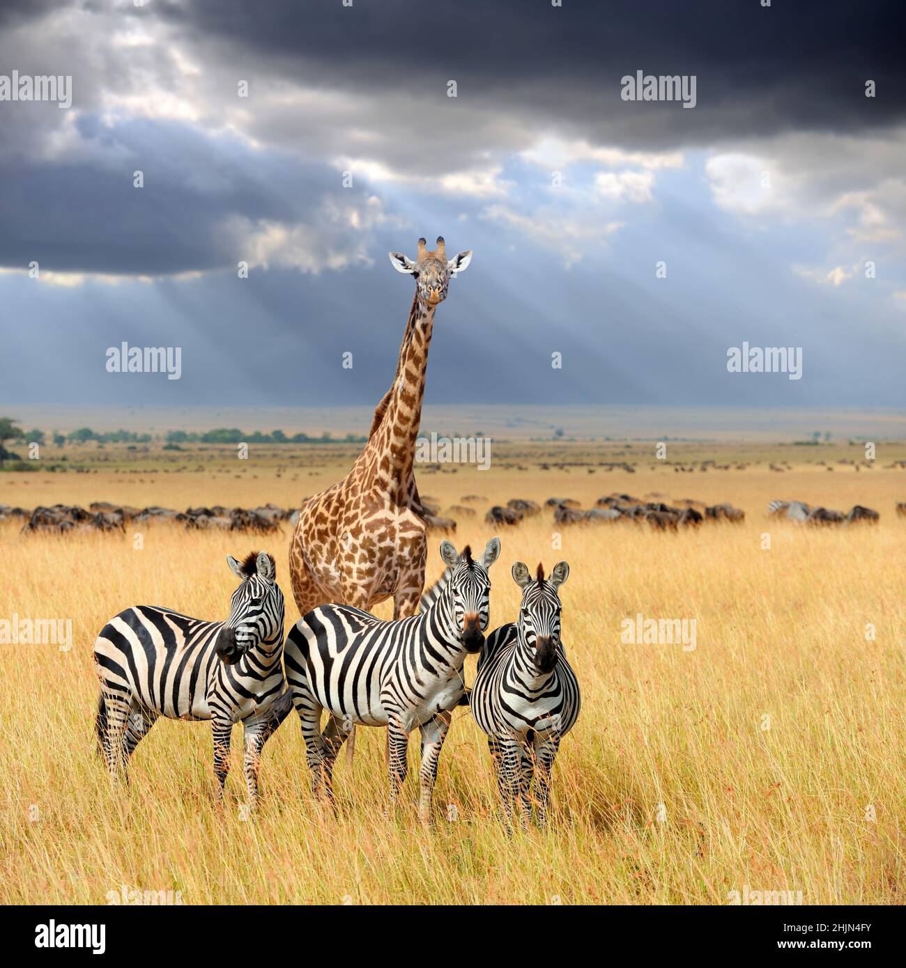 Zebra And Giraffe Mixlion