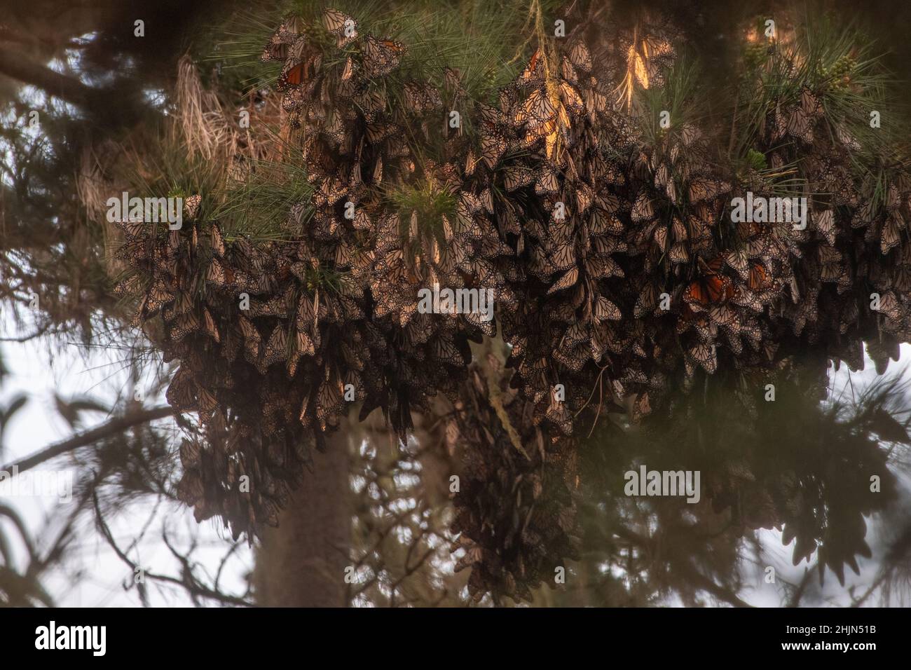 An aggregation of overwintering monarch butterflies (Danaus plexippus ...