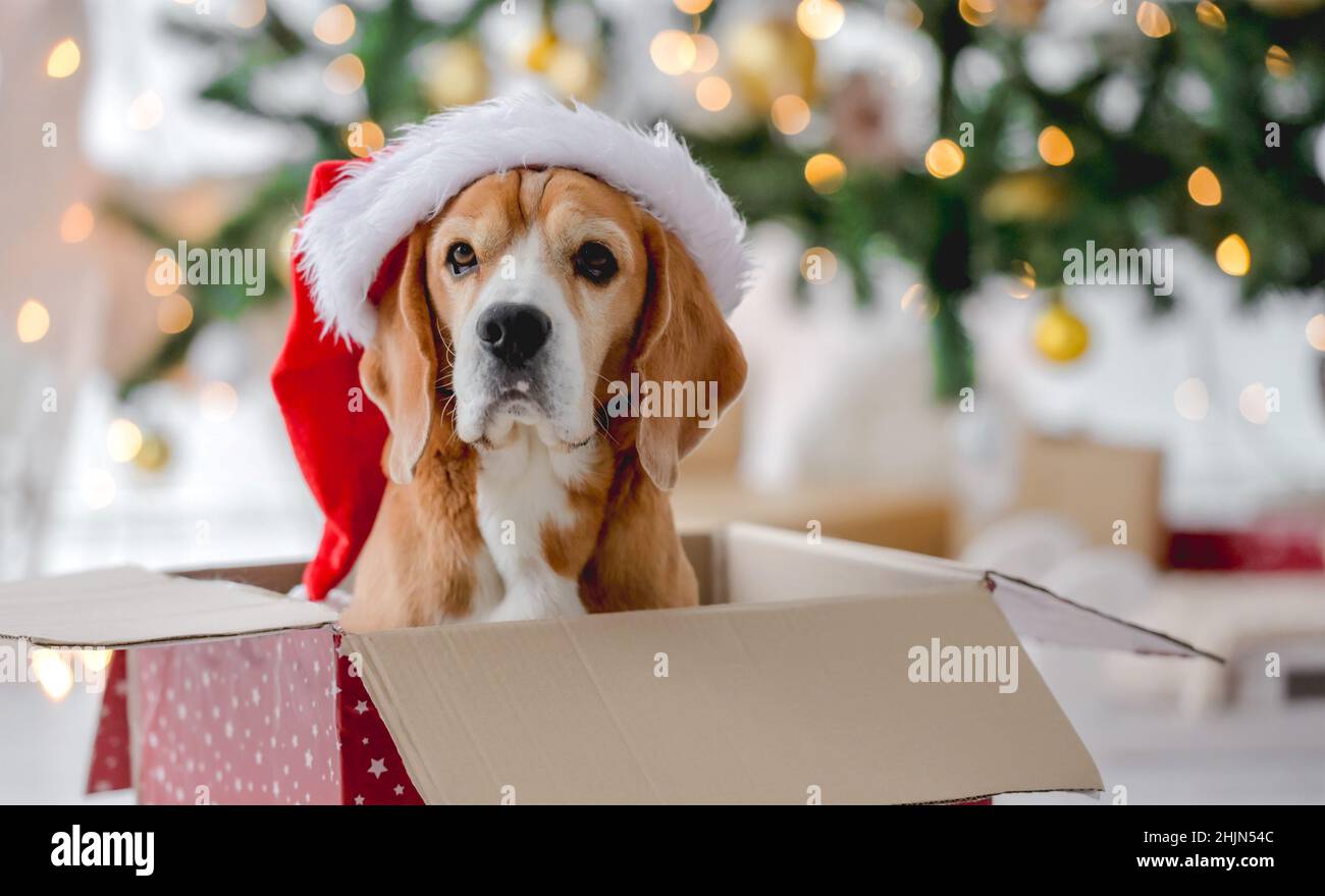 Beagle dog in Christmas time Stock Photo - Alamy
