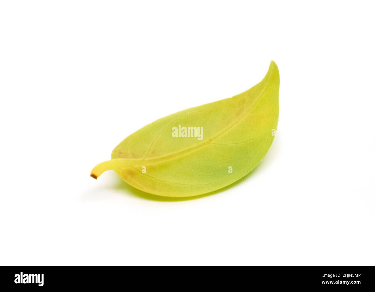 Macro flower inverted hi-res stock photography and images - Alamy