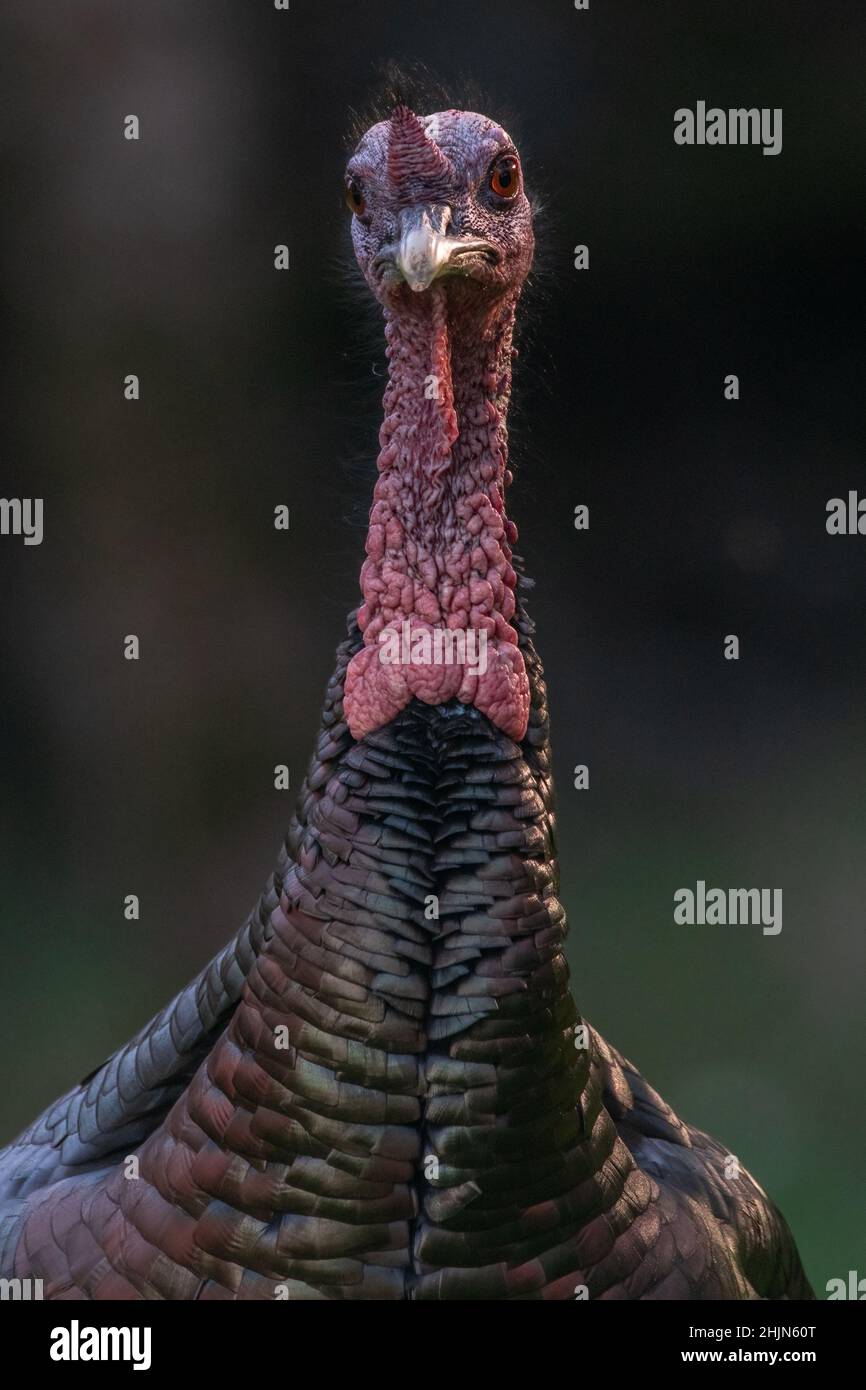 A portrait of a wild turkey (Meleagris gallopavo) in Olompali state ...