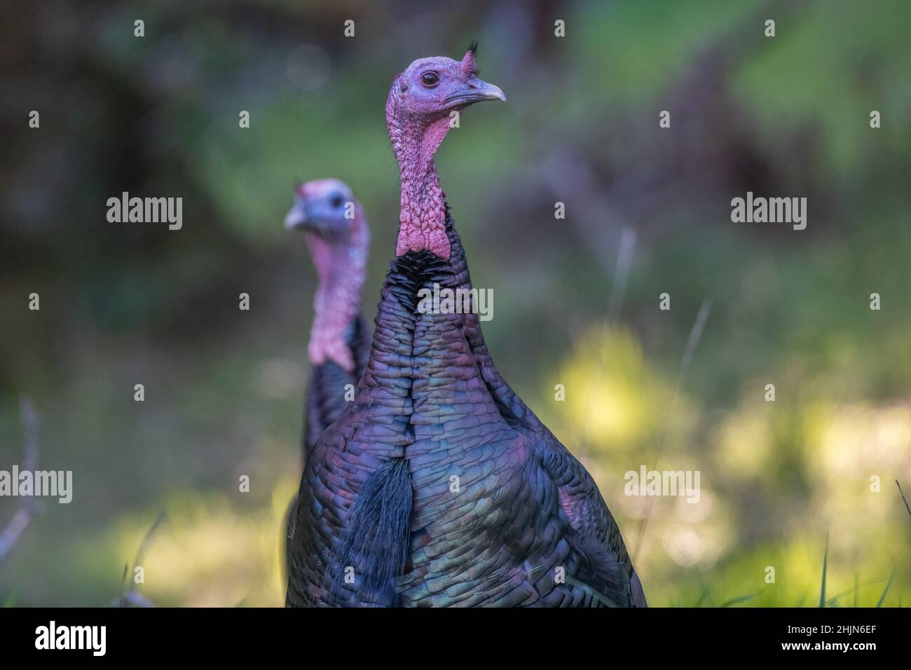A pair of wild turkeys (Meleagris gallopavo) in Olompali historic state ...