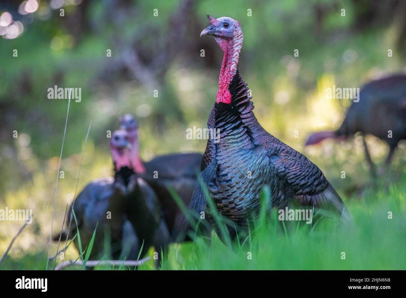 An alert wild turkey (Meleagris gallopavo)looking around in Olompali ...