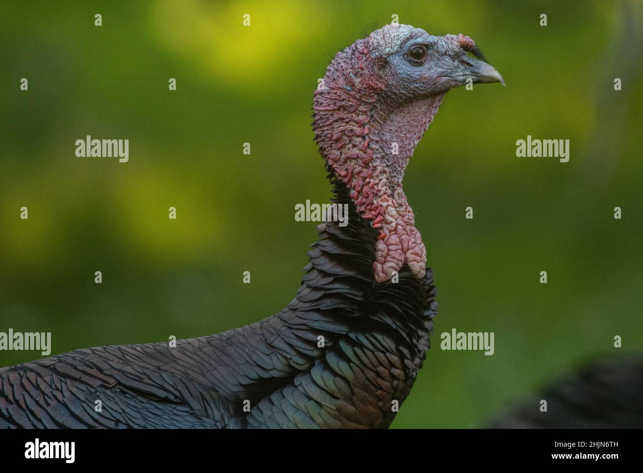 A portrait of a wild turkey (Meleagris gallopavo) in Olompali historic ...