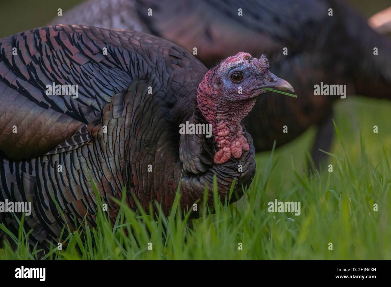 A wild turkey (Meleagris gallopavo) grazing and feeding on grass in ...