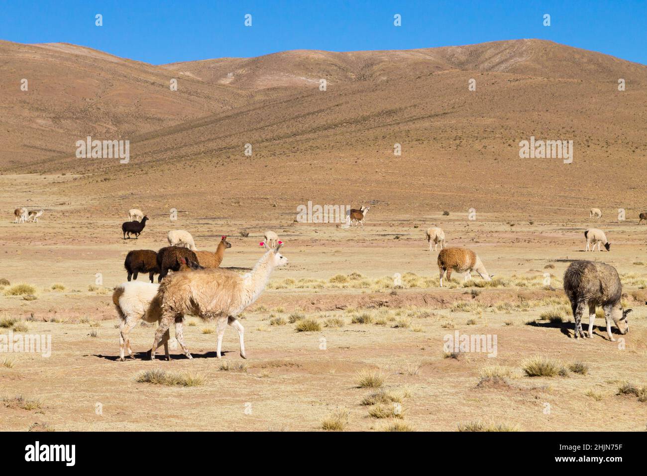 Bolivian llama breeding on Andean plateau,Bolivia Stock Photo - Alamy