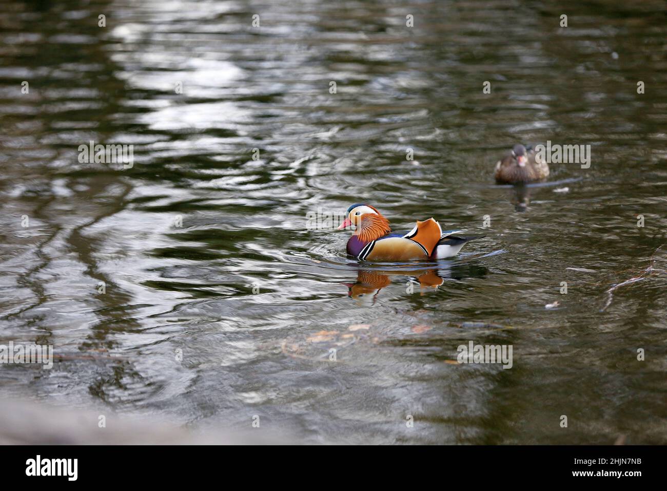 Berlin, Germany. 30th Jan, 2022. Berlin: Mandarin ducks in the pond in ...