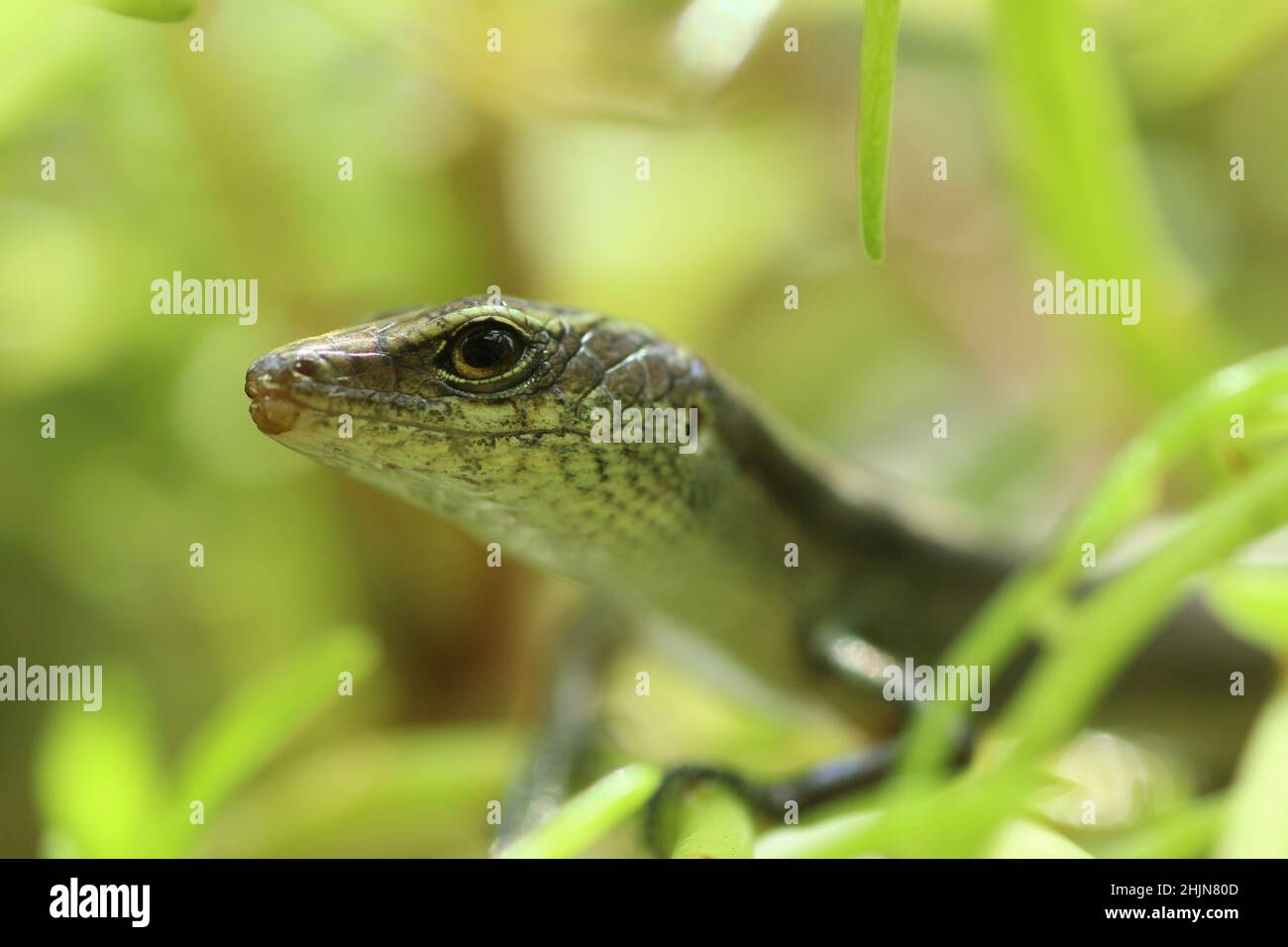 Tiny green lizzard on my finger Stock Photo - Alamy