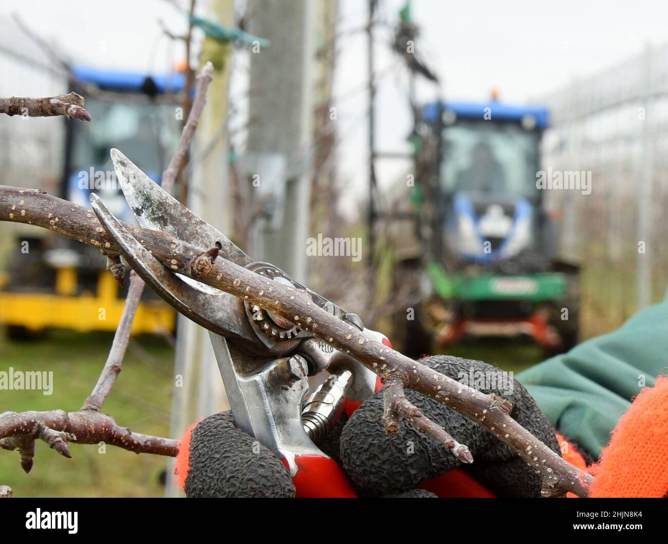 Side shoot pruning tree hi-res stock photography and images - Alamy