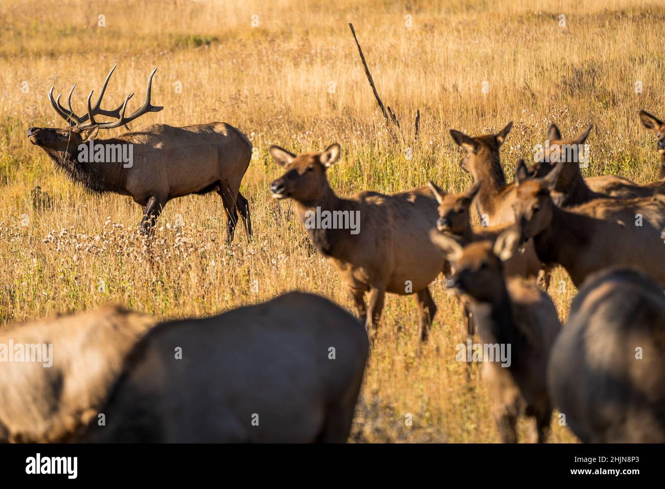 Herd of elk grazing on the pasture in the wilderness Stock Photo - Alamy