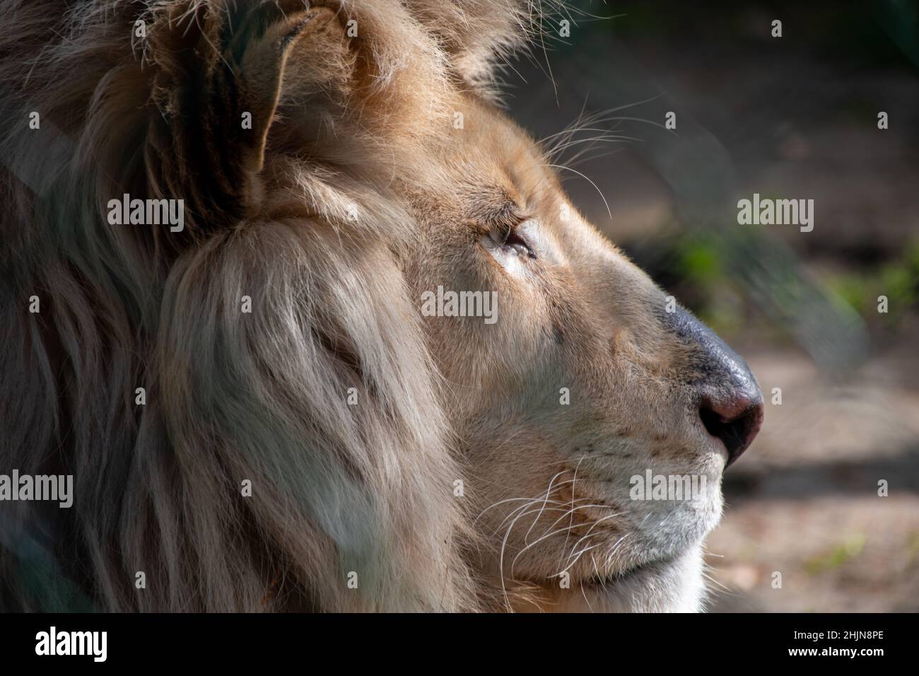 Closeup side profile of a beautiful lion looking at a distance Stock ...