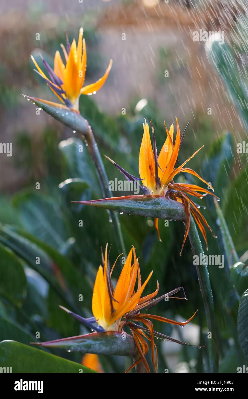 Watering strelitzia reginae growing in botanical garden. Taking care of tropical plant in ...