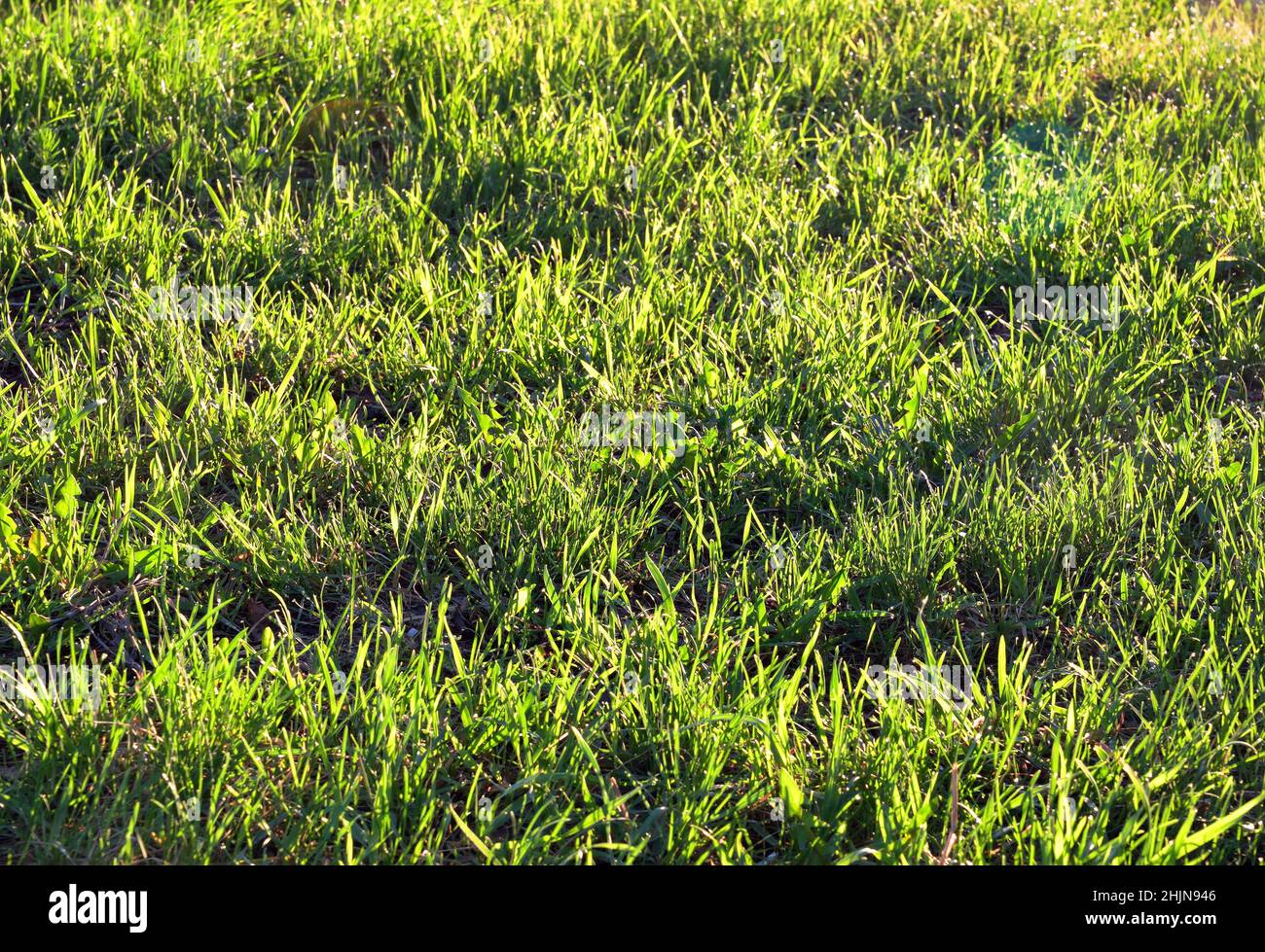 Fresh grass in spring in sunlight close-up, background, texture ...