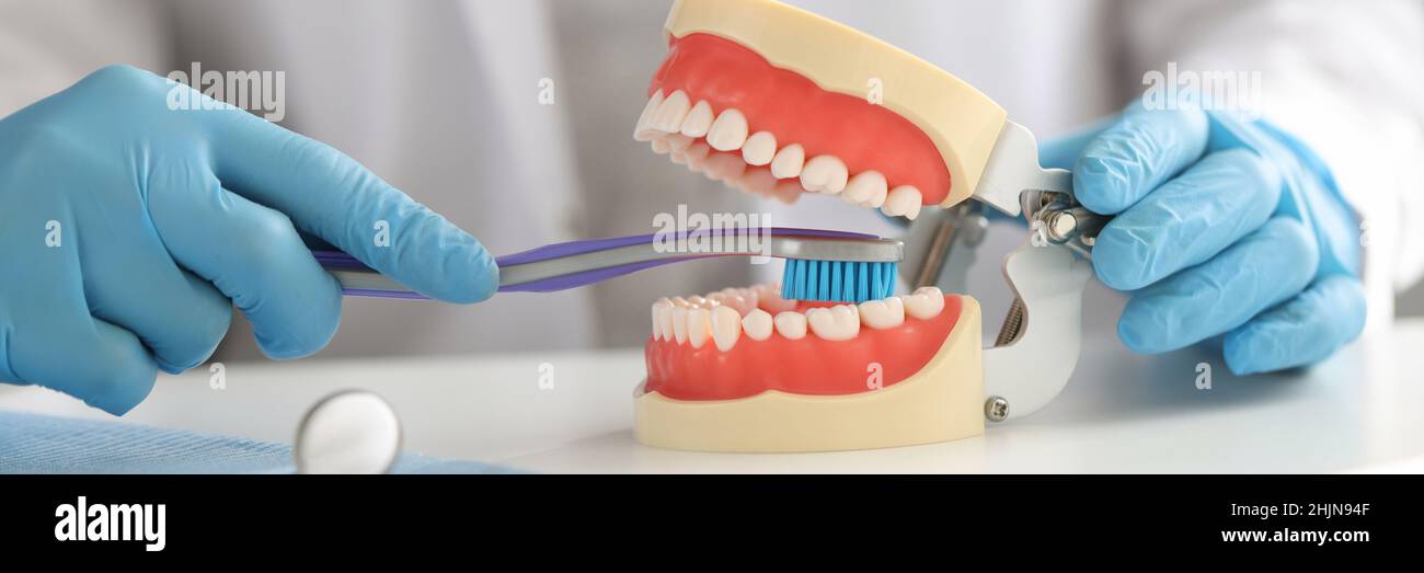 Dentist with gloves holds toothbrush and shows on jaw how to clean ...