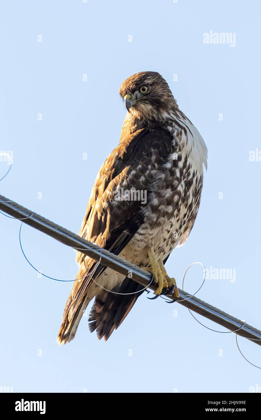 red tailed hawk bird at Vancouver BC Canada Stock Photo - Alamy