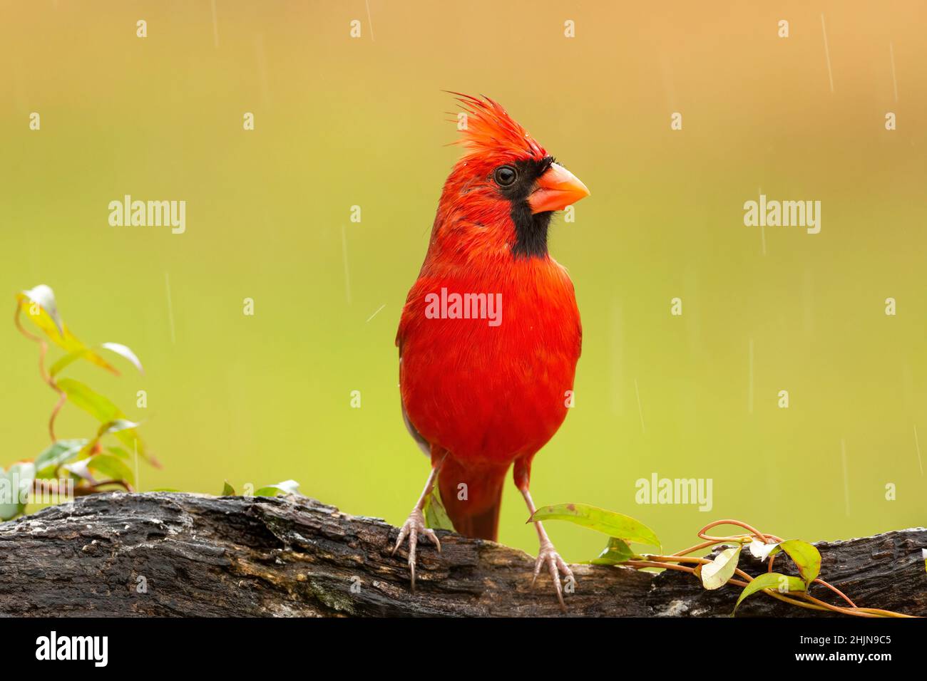 Male Northern Cardinal with clean background Stock Photo - Alamy