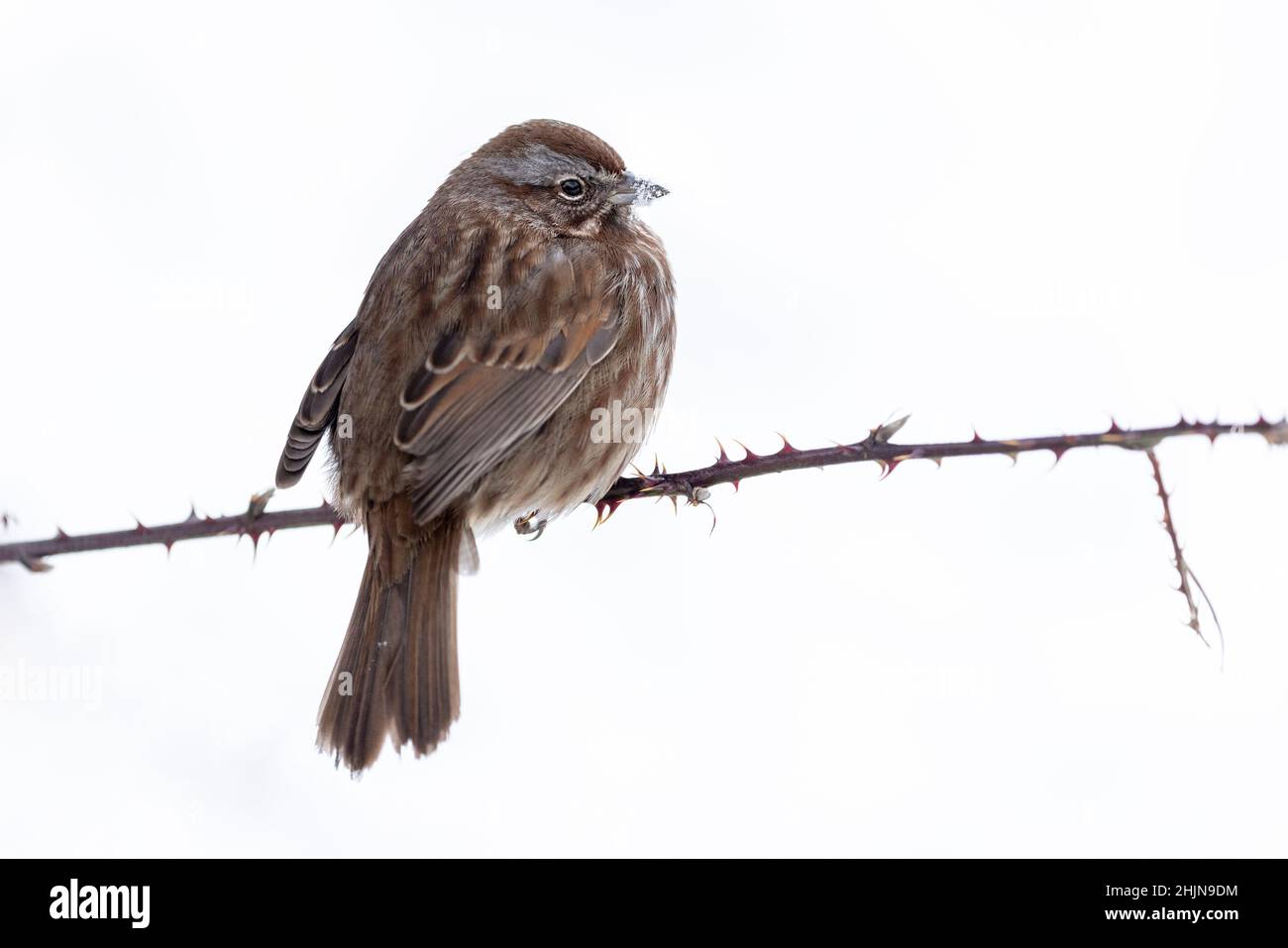 song sparrow bird at Vancouver BC Canada Stock Photo - Alamy