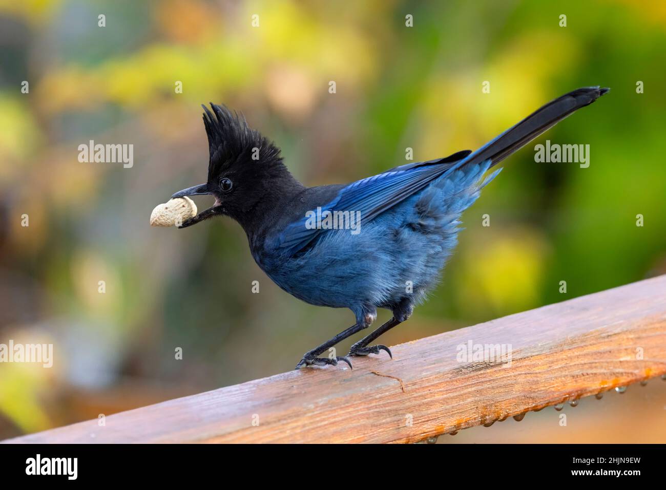 Steller's jay bird at Vancouver BC Canada Stock Photo - Alamy