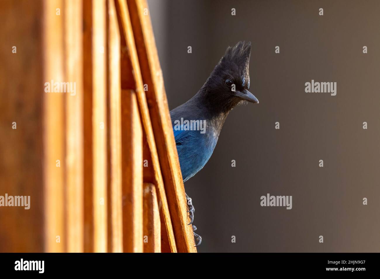 Steller's jay bird at Vancouver BC Canada Stock Photo - Alamy