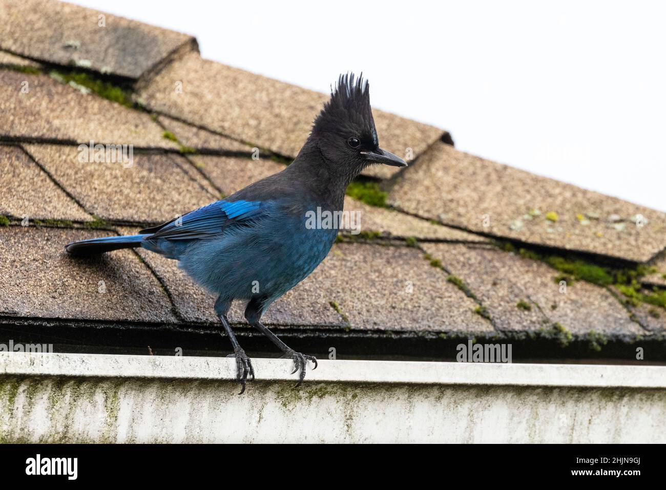 Steller's jay bird at Vancouver BC Canada Stock Photo - Alamy