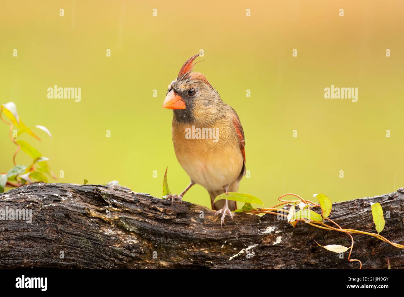 Female Northern Cardinal with clean background Stock Photo - Alamy