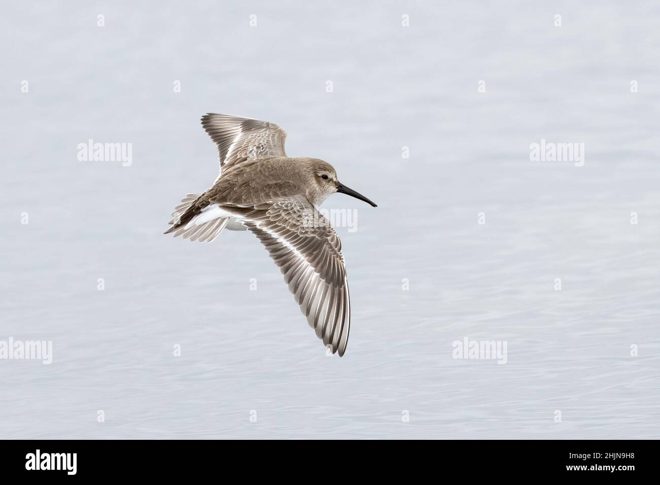 flying dunlin bird at Vancouver BC Canada Stock Photo - Alamy