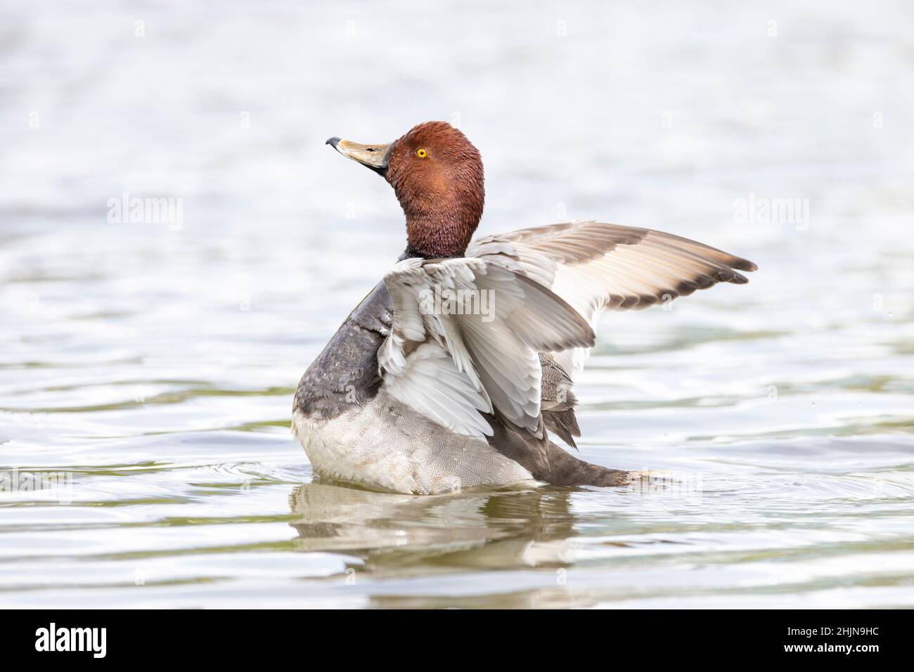 Redhead duck on the lake at Vancouver BC Canada Stock Photo - Alamy