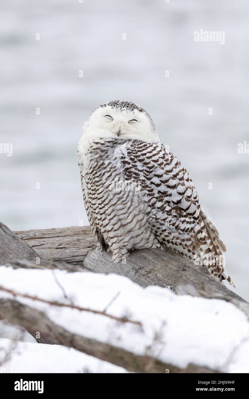 Snowy Owl bird at Vancouver BC Canada Stock Photo - Alamy
