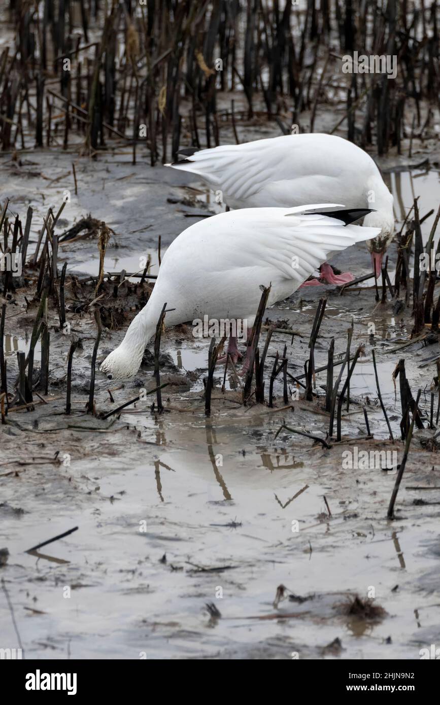 White snow goose at British Columbia Canada; north american Stock Photo ...