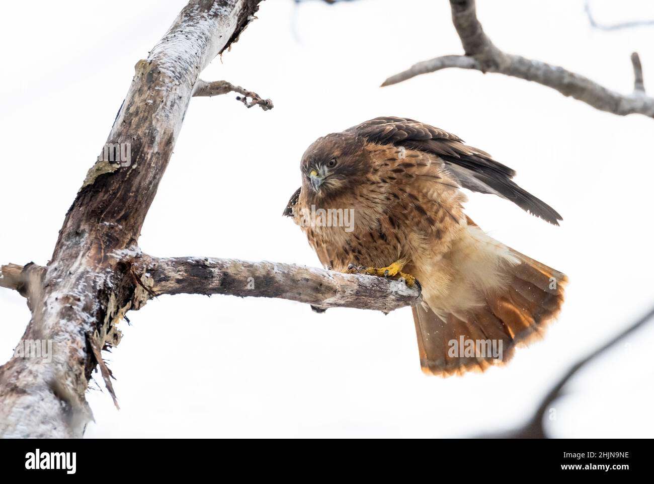 red tailed hawk bird at Vancouver BC Canada Stock Photo - Alamy