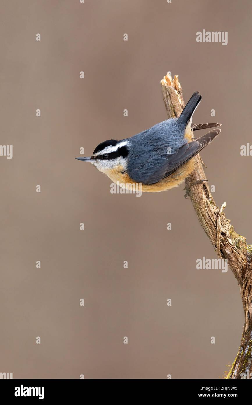 Nuthatch red breasted bird hi-res stock photography and images - Alamy