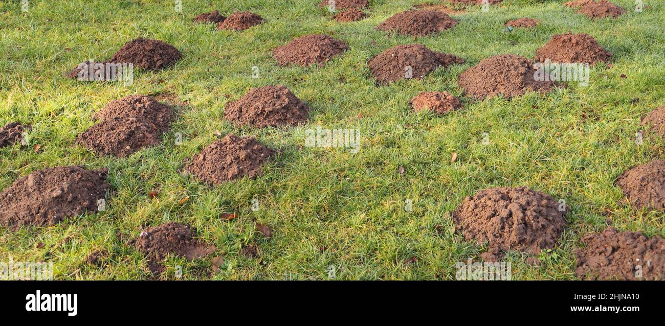 Mole hill molehills moles hi-res stock photography and images - Alamy