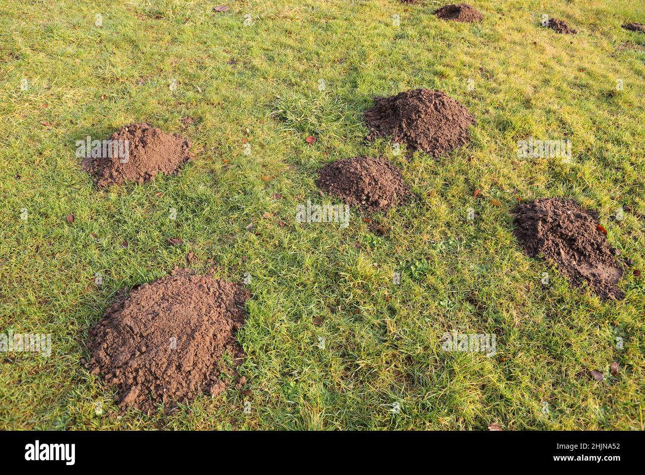 many molehill in the garden Stock Photo - Alamy