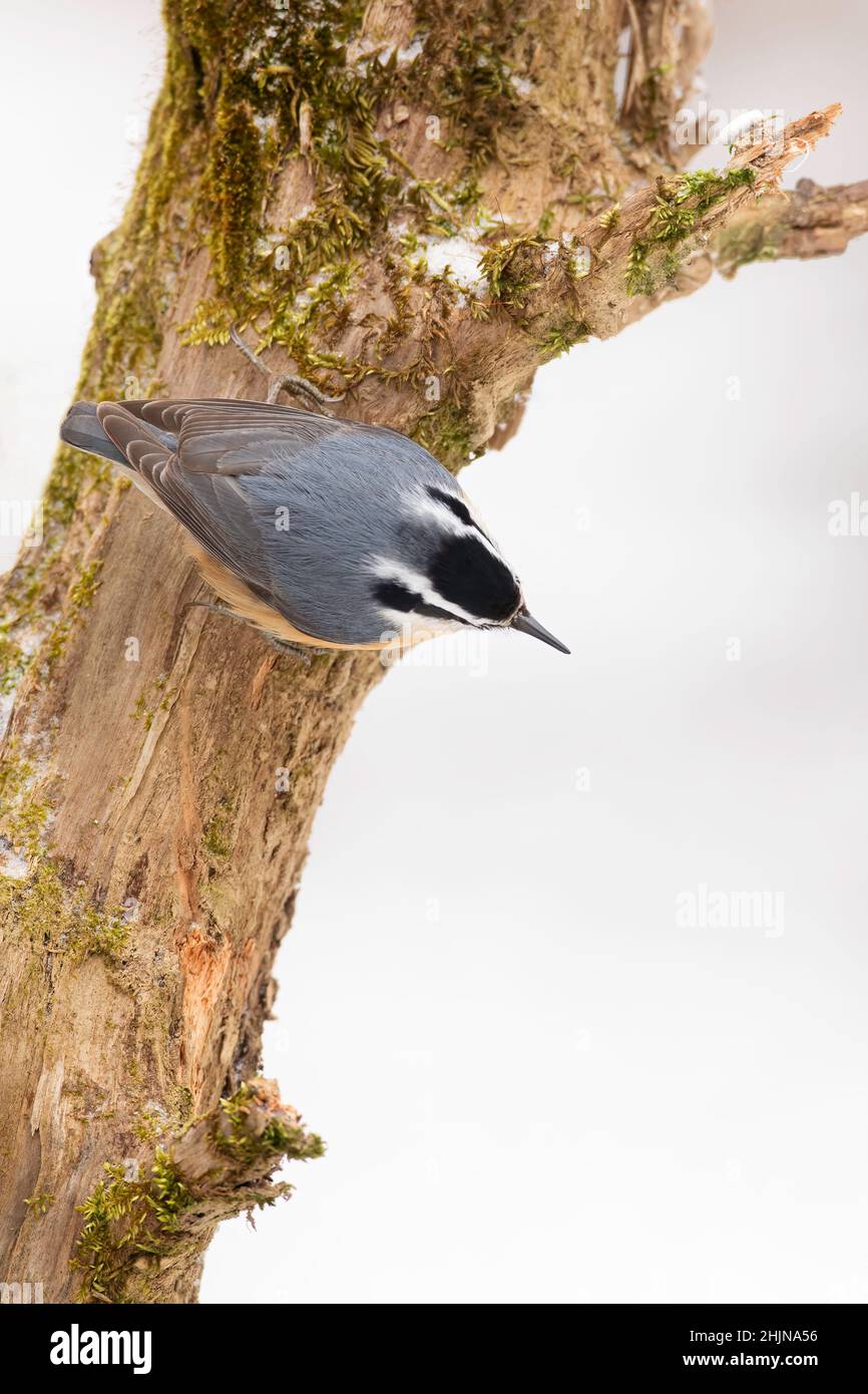 Red brested nuthatch hi-res stock photography and images - Alamy